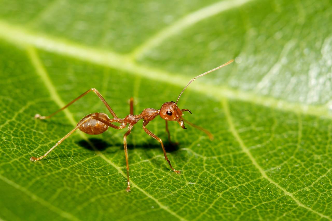 Are Ants Good for the Environment? - Southern Pest Control