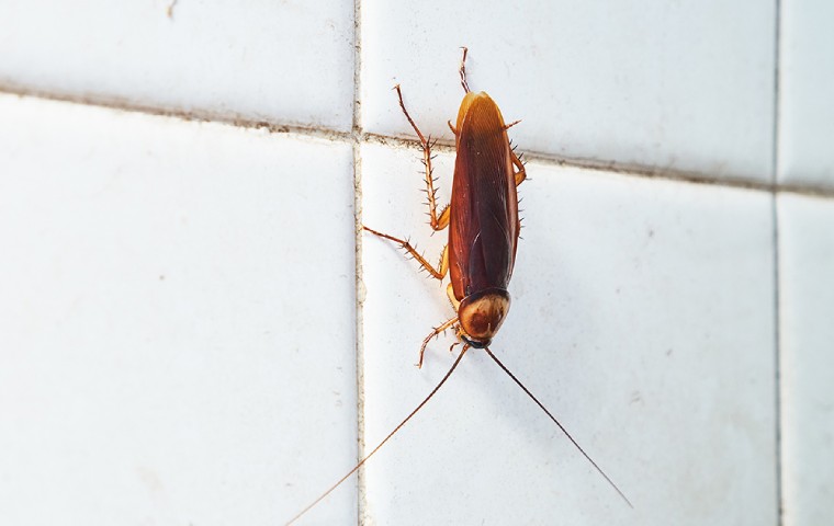 Pest Control Service | Southern Pest Control