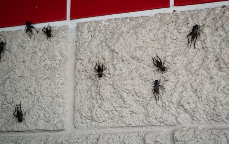 Pest Control Service | Southern Pest Control